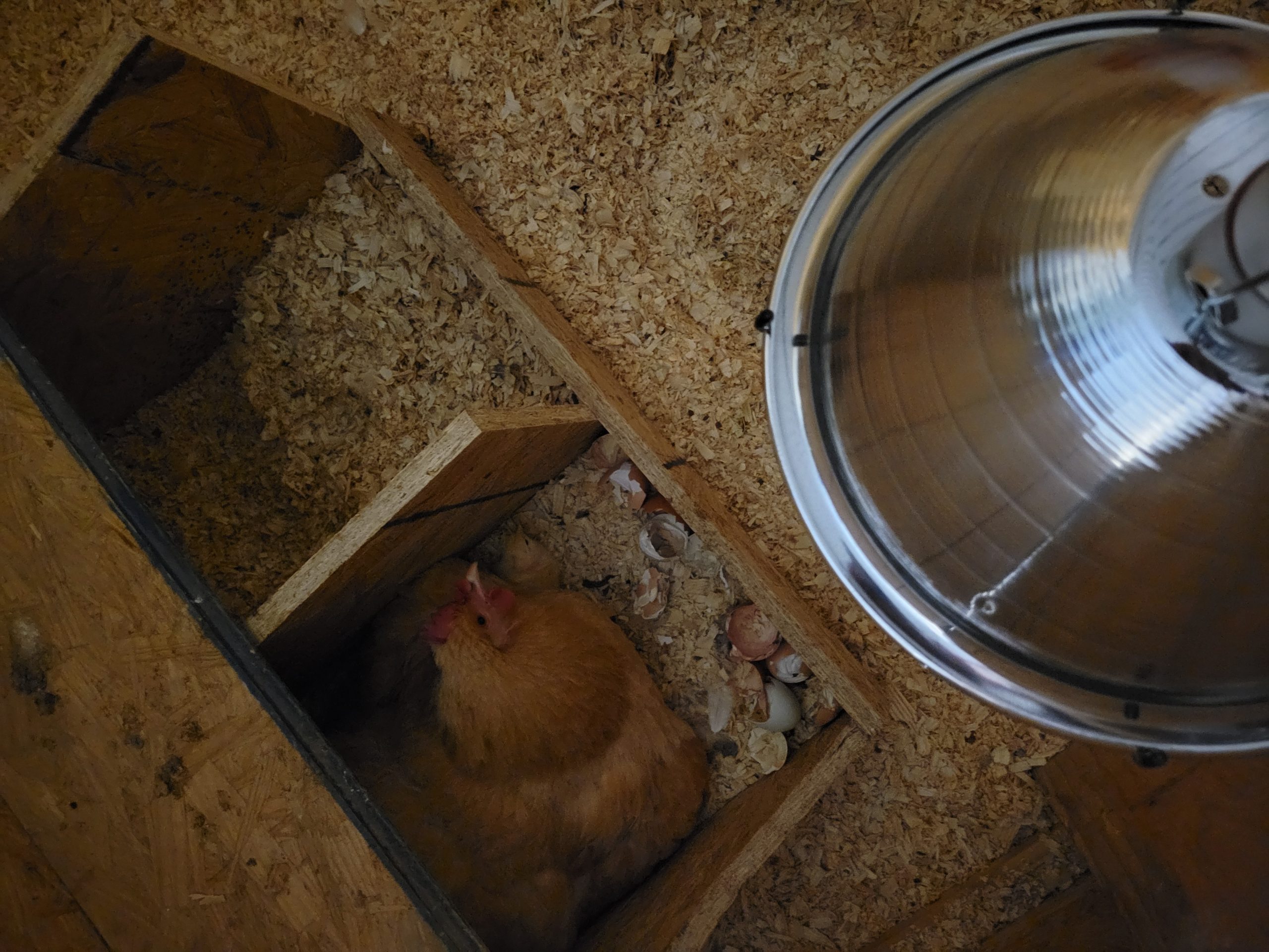 Everything You Need To Know About Raising Chickens Post Roundup The