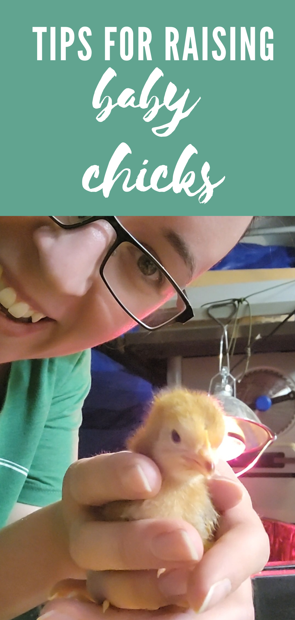 How to Raise Chicks - Prioritize These 3 Things - The Learning Life