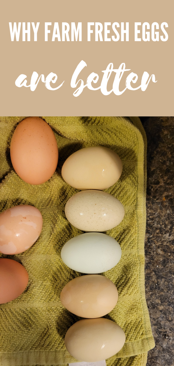 Farm Fresh Eggs Explained More Why They Re Better Than Store Bought