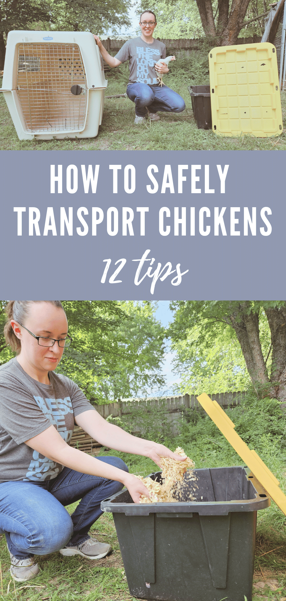 12 Tips for How to Safely Transport Chickens - The Learning Life