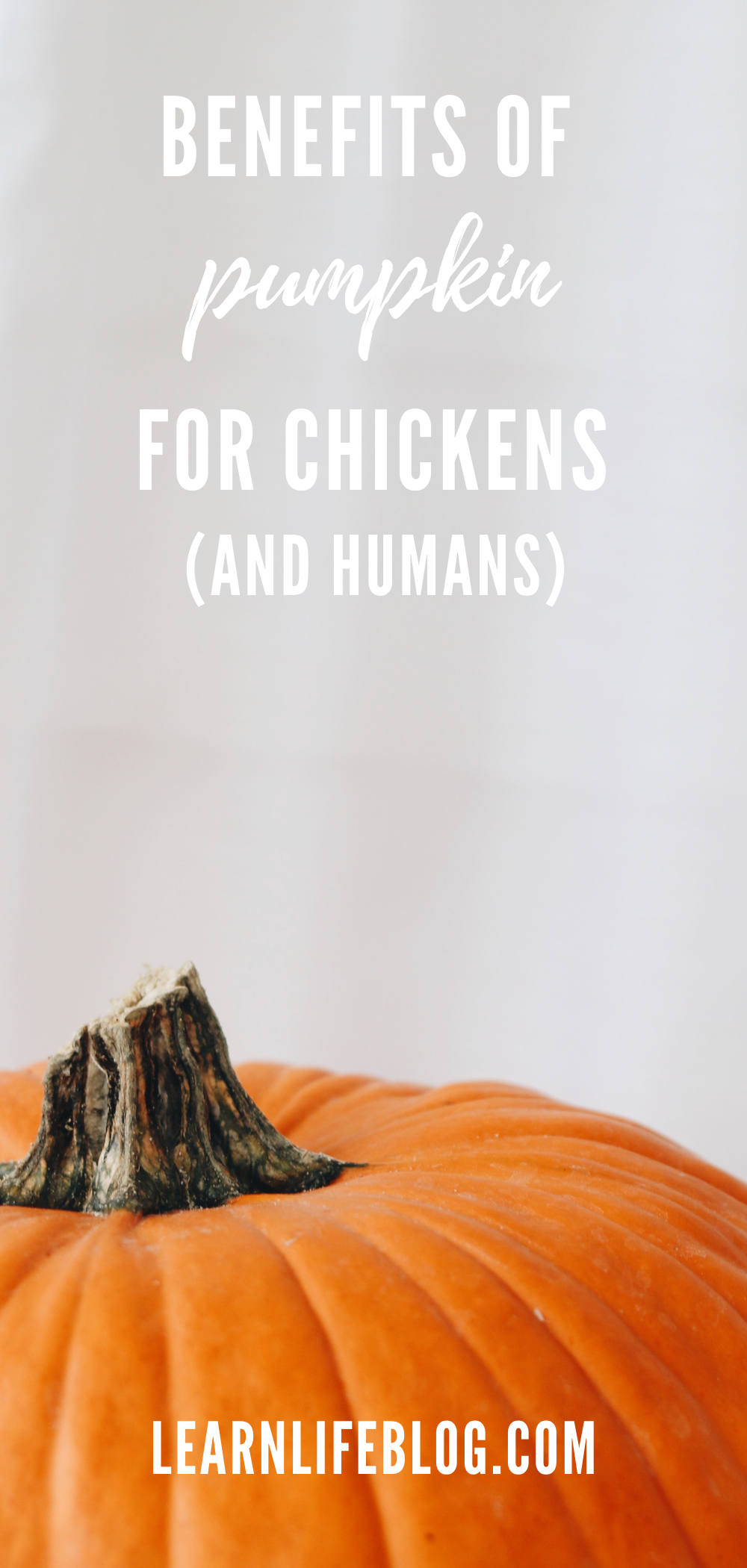 Should Chickens Eat Pumpkin? Yes! Here are the Benefits - The Learning Life