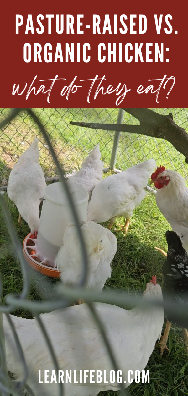 Pasture-Raised vs. Organic - What Do These Chickens Eat? - The Learning ...