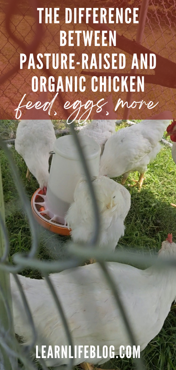 Pasture-Raised vs. Organic - What Do These Chickens Eat? - The Learning ...
