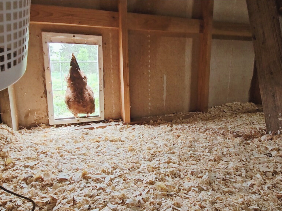 How We Turned a Wood/Storage Shed into a Chicken Coop - The Learning Life