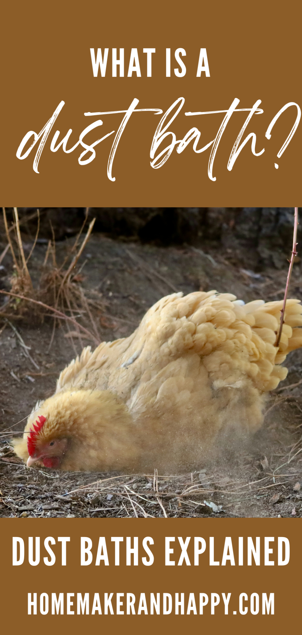 How Do Chickens Clean Themselves? Dust Bath Explained - The Learning Life