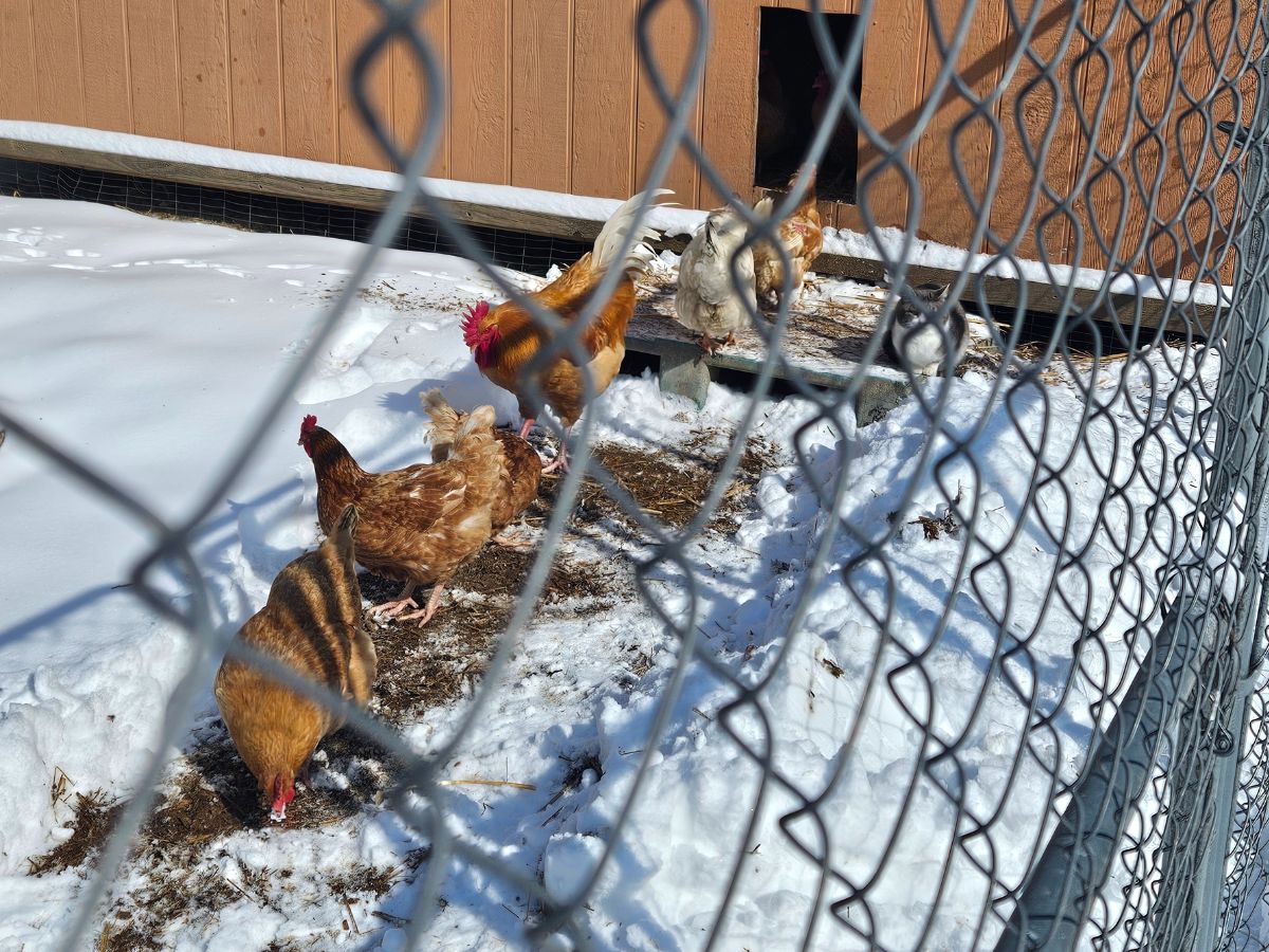How to Care for and Keep Chickens Warm During the Winter - The Learning ...