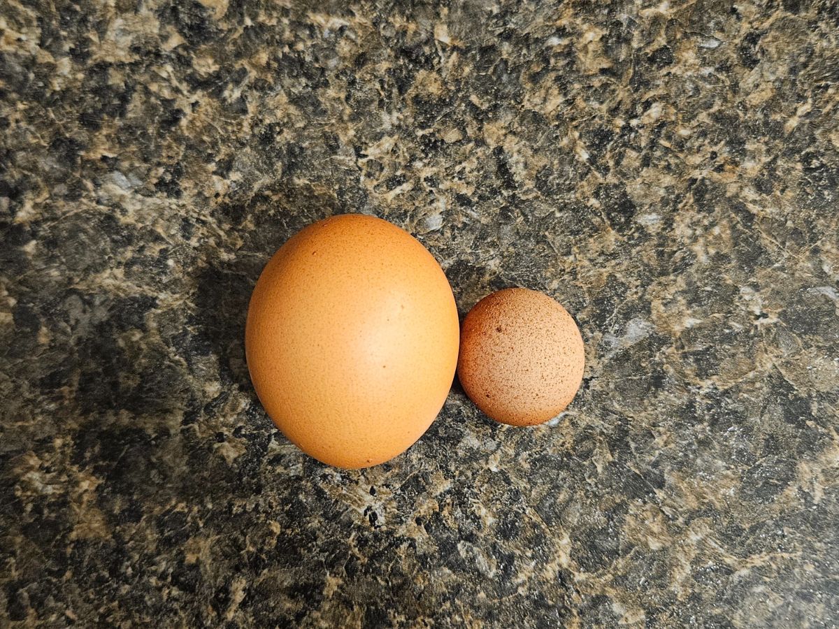 Chicken Laying Small Eggs? Here's Why! Fairy Eggs Explained - The ...