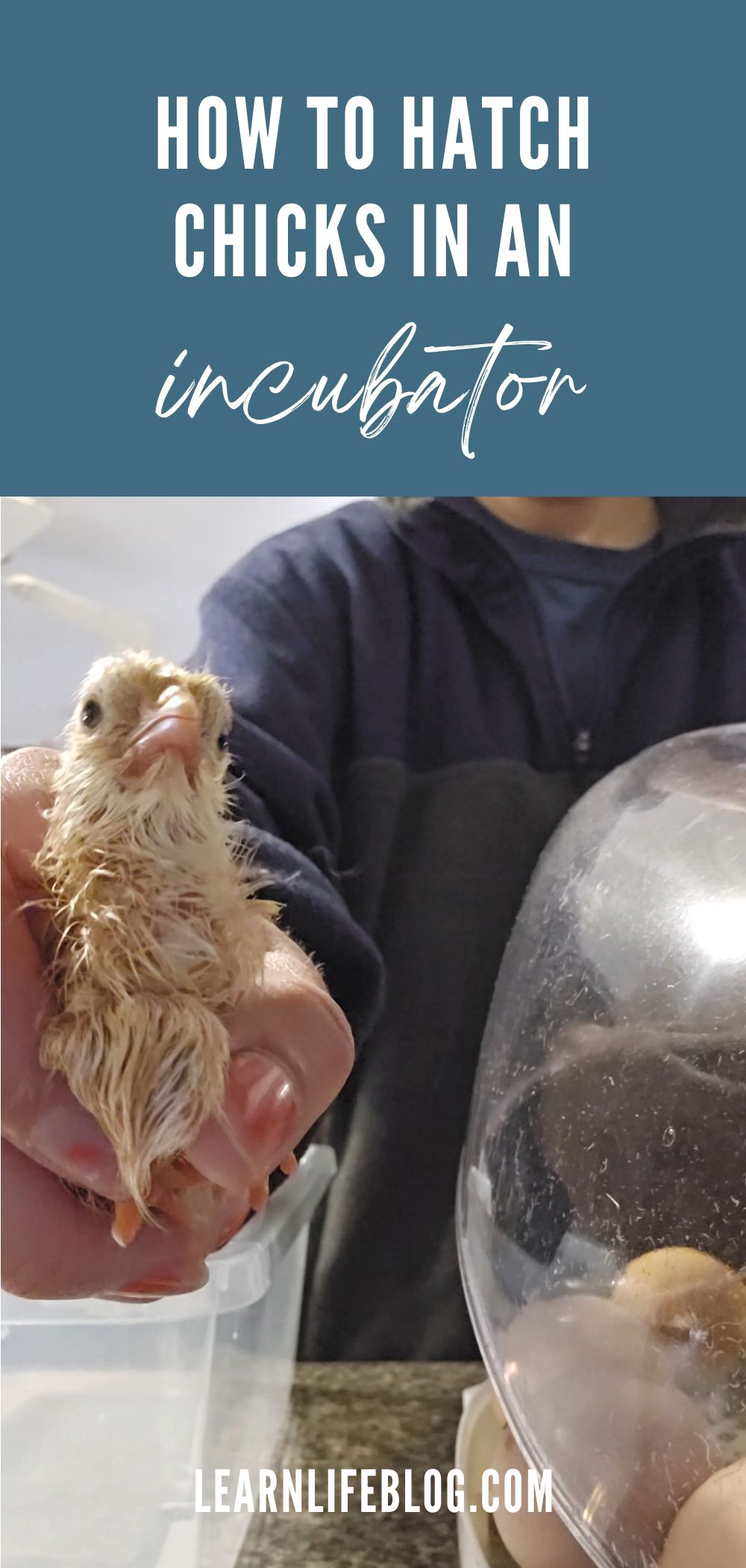 How to Hatch Chickens with an Incubator - The Learning Life