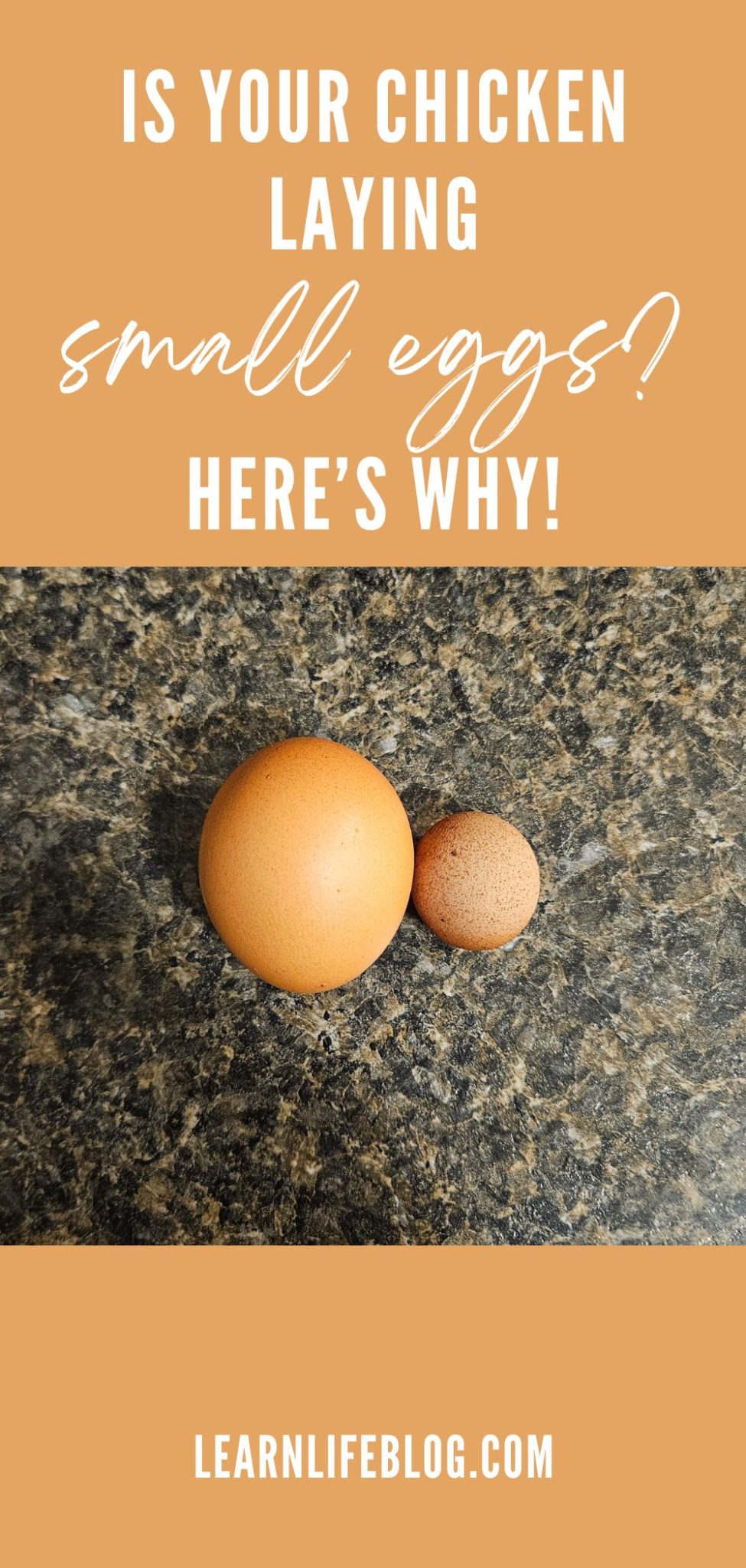 Chicken Laying Small Eggs? Here's Why! Fairy Eggs Explained - The ...